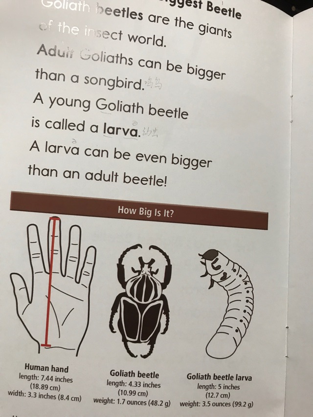 Goliath Beetles: Giant Insects (RAZ J) - 小花生