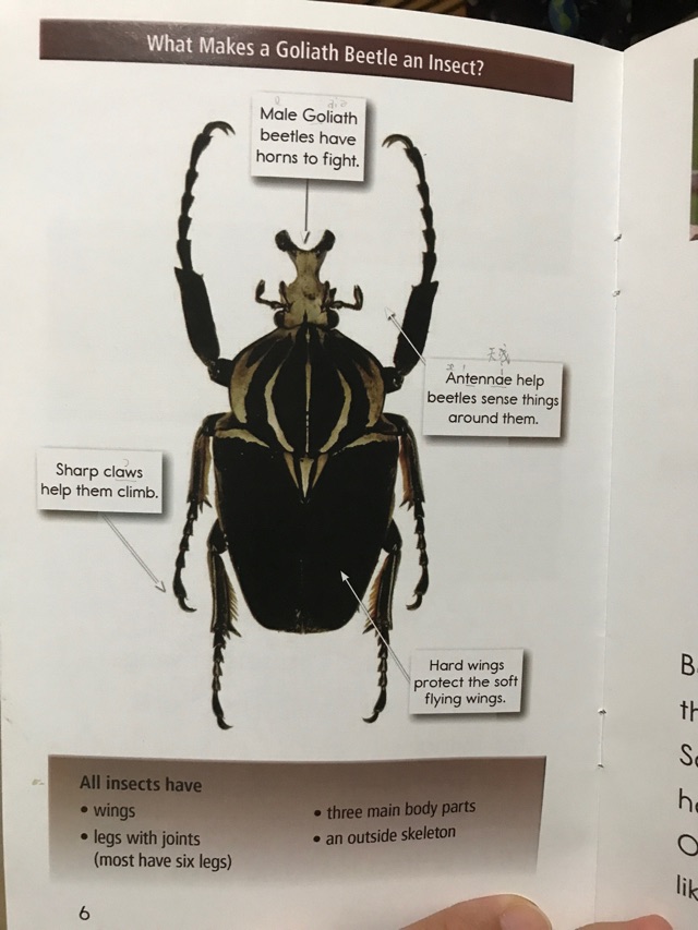 Goliath Beetles: Giant Insects (RAZ J) - 小花生