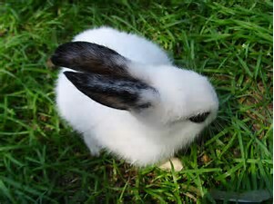 熊猫兔一熊喵 - 小花生